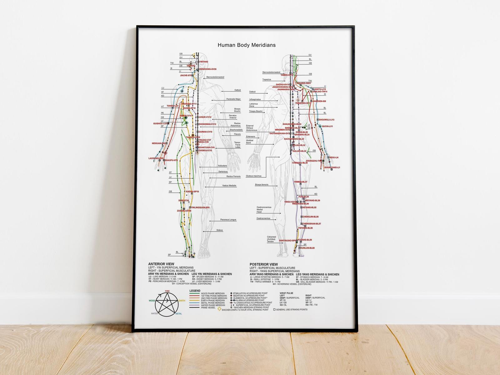 Human Body Meridians and Acupuncture Print, Pressure Points Chart for ...