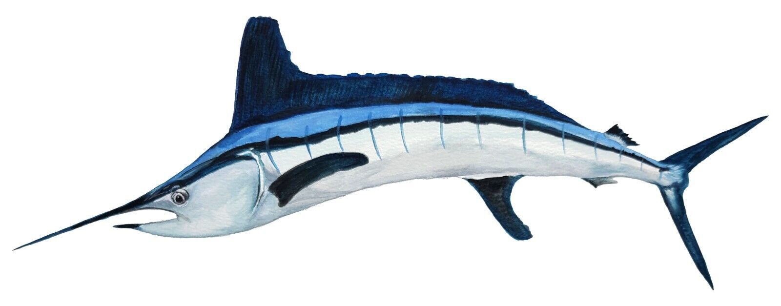 White Marlin Fish High Quality Decal Sticker Car Truck Wall Cup Cooler ...