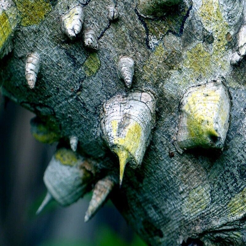 PS 20 Hercules Club Tree Seeds Zanthoxylum Clava-Herculis Prickly Ash ...