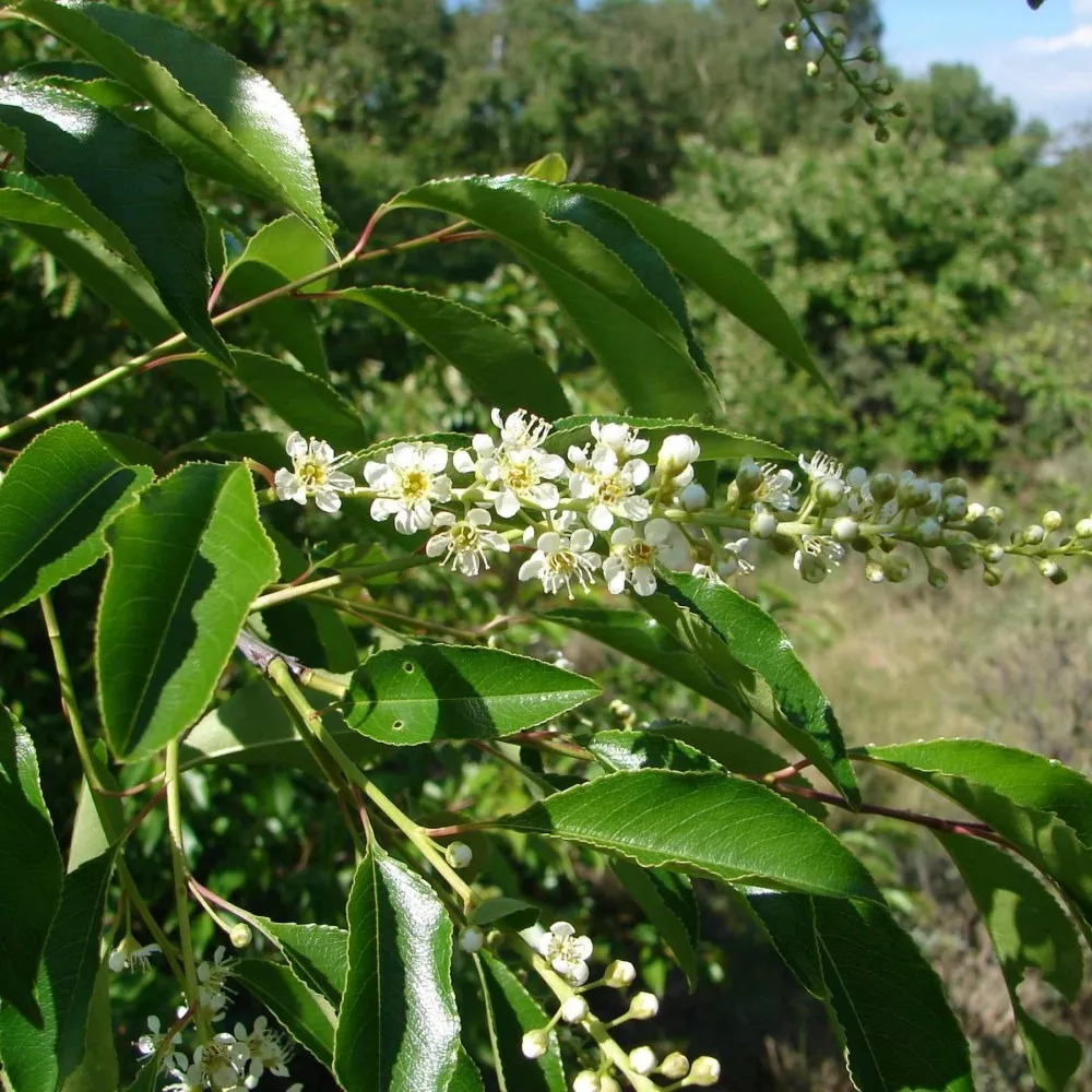 BLACK CHERRY Prunus Serotina SEEDS - Home & Garden