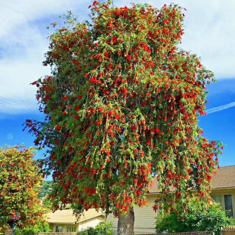 HT 100 Weeping Bottlebrush Flower Tree Seeds Callistemon Viminalis Fast ...