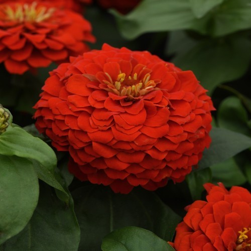 Fresh 100 Lilliput Redman Zinnia Seeds for Garden - Seeds & Bulbs