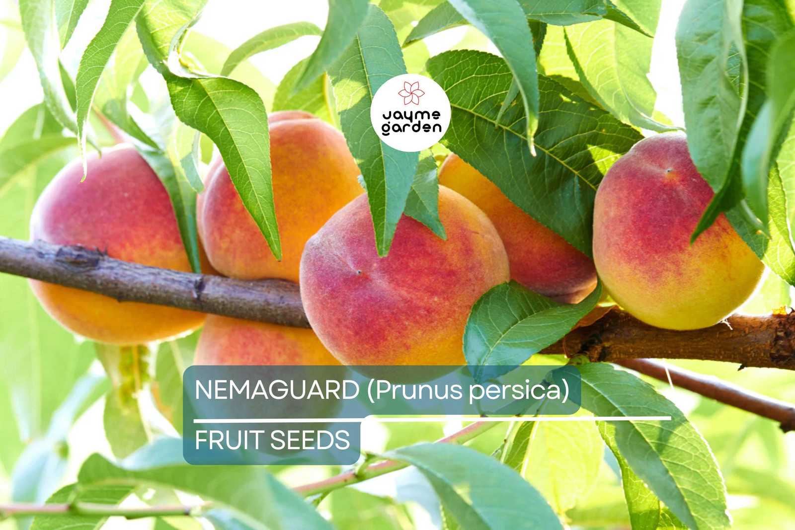 3 Peach Tree Seeds - Dwarf Loring Nemaguard (Prunus persica) - Fast ...