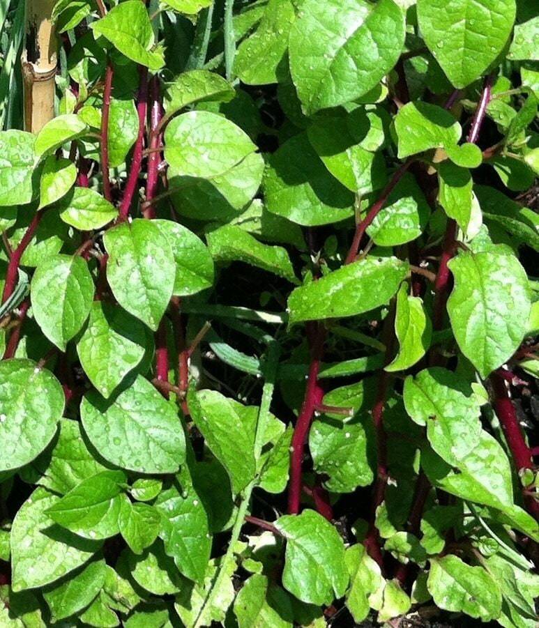 25 Red Malabar Spinach Alugbati Vietnamese Spinach Pui Poi Shak Seeds ...
