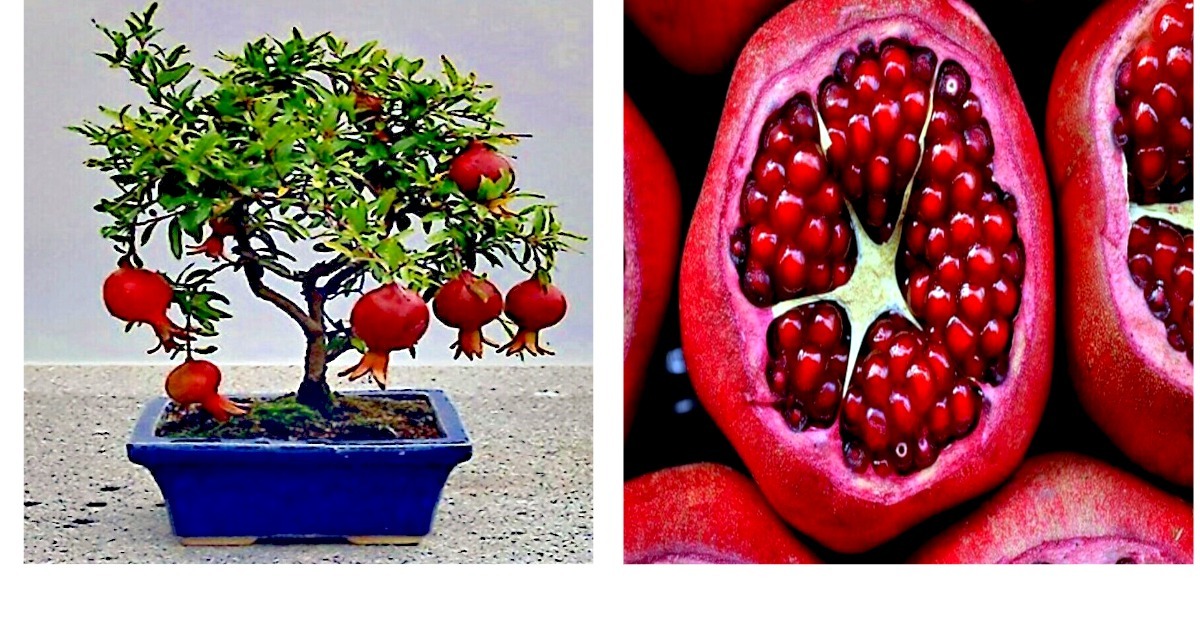 DWARF Pomegranate Tree 20 Seeds (Punica granatum) Nana Garden Fruit ...