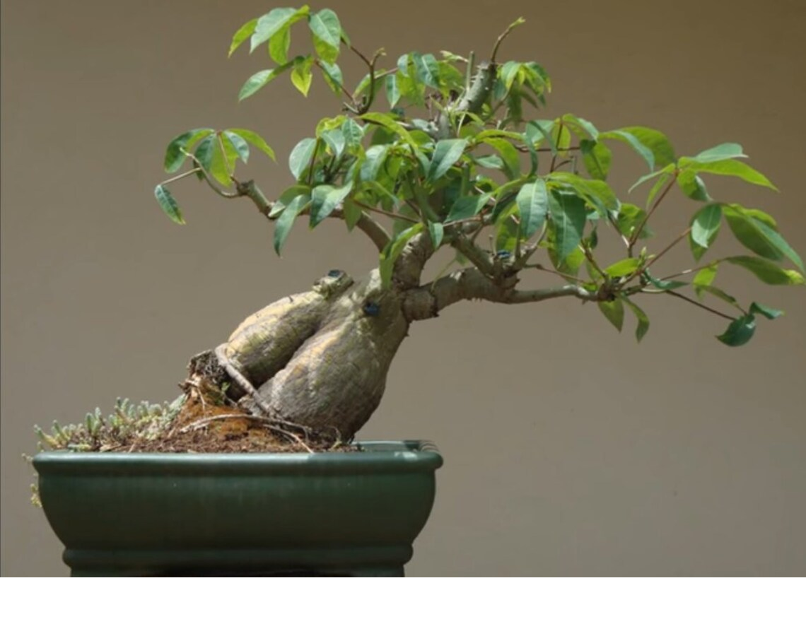 BONSAI Kapok tree CEIBA PENTANDRA Silk Cotton caudex plant rare seed 10 ...
