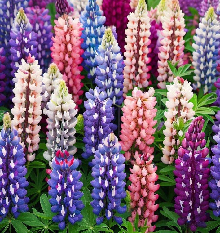 PSA Lupinus Polyphyllus Russell Lupine Vibrant Colors Unique Blooms ...