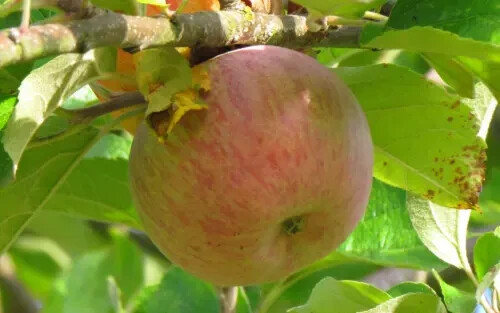 SYR 25 Baguette Violette Apple Seeds Fast Growing - Seeds & Bulbs