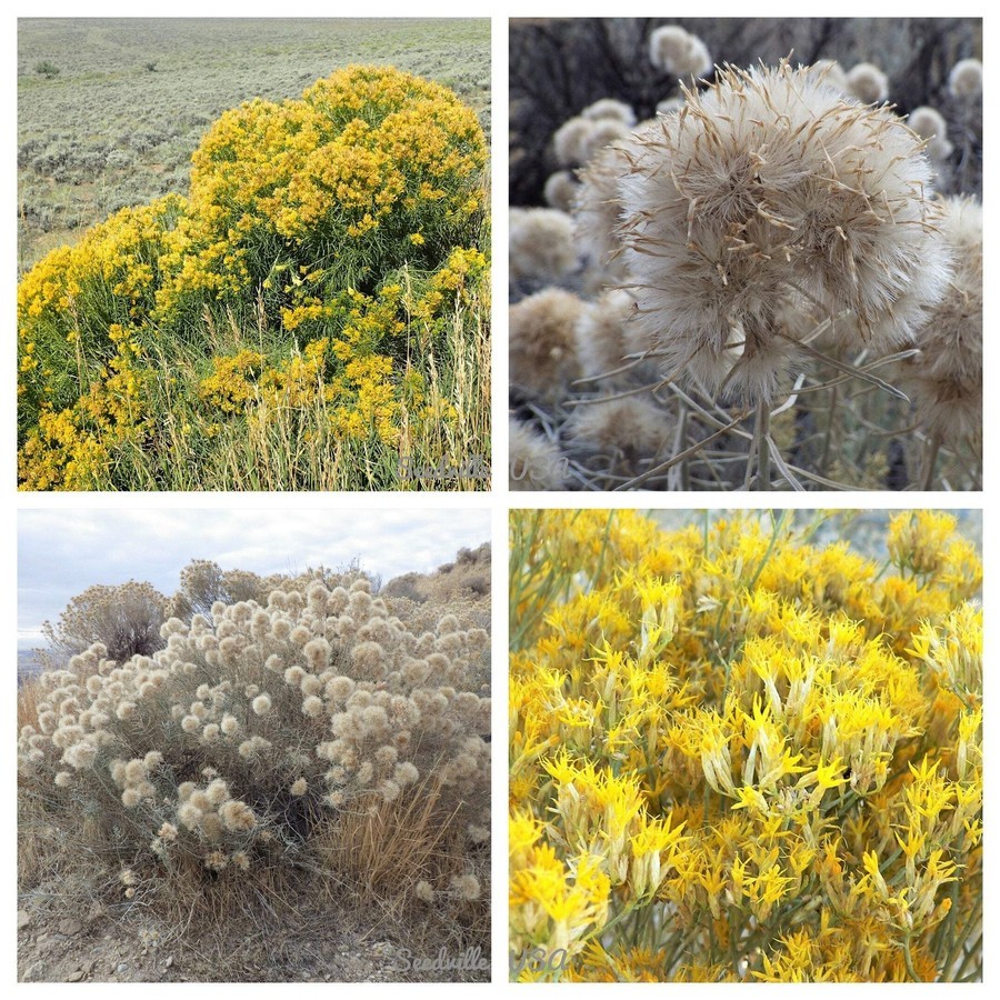 100 Rubber Rabbitbrush Chamisa Ericameria Desert Shrub Yellow Flower ...