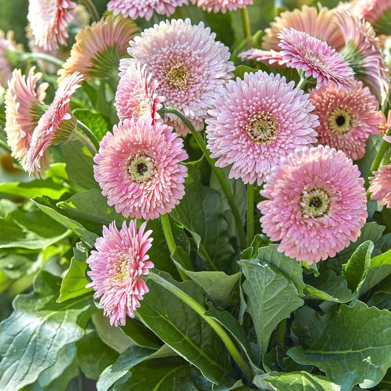 MX Gerbera Majestic Light Pink 2 Pack Potted Plants In Grower'S Pots ...