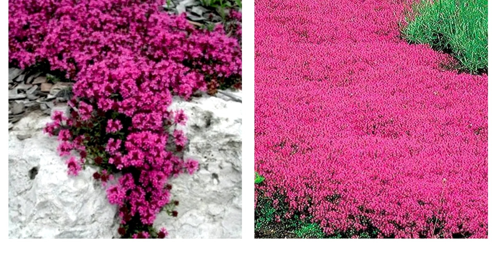 3000 Seeds Creeping Thyme SCARLET Red Ground Cover 2-4" Perennial Rock ...