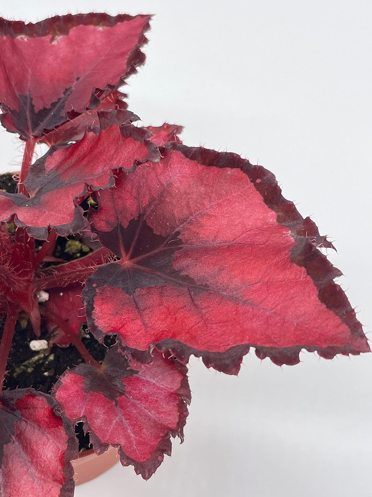 BubbleBlooms Harmony's Red Robin, Begonia Rex, Dark 4 inch Painted-Leaf ...