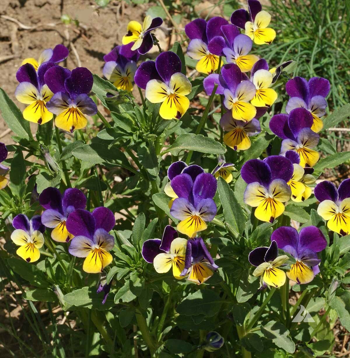 Johnny Jump Up Helen Mount Viola Containers Fragrant 1000 Seeds Fresh ...