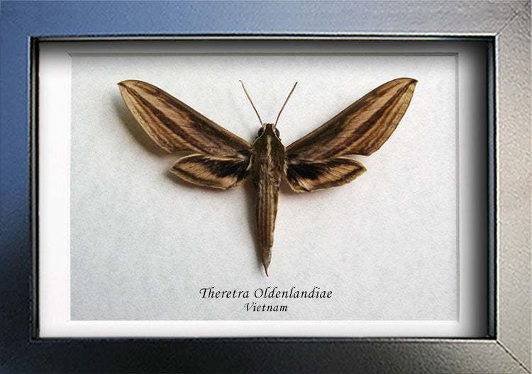 Taro Hornworm Theretra Oldenlandiae Real Moth Entomology Collectible ...