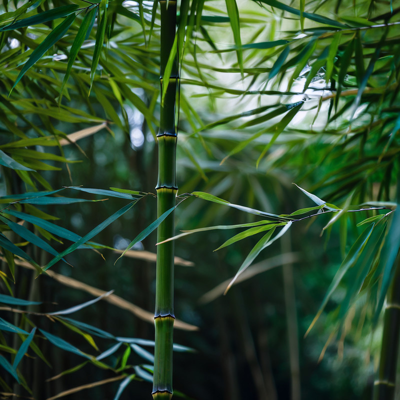 KKG 50 Bamboo Seeds Privacy Plant Garden Clumping Shade Square Stem ...