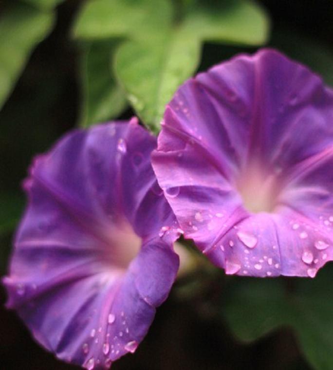FMG Ipomoea Purpurea Honey Bee Vine Purple Morning Glory Seed 20 Seeds ...