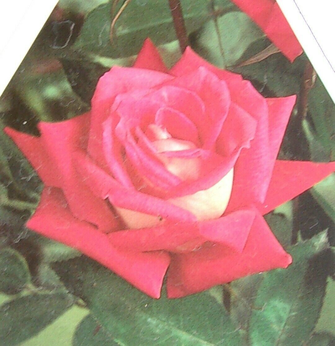 LOVE Grandiflora Rose 5Gal Live Bush Plants Plant Ruby Red White ...