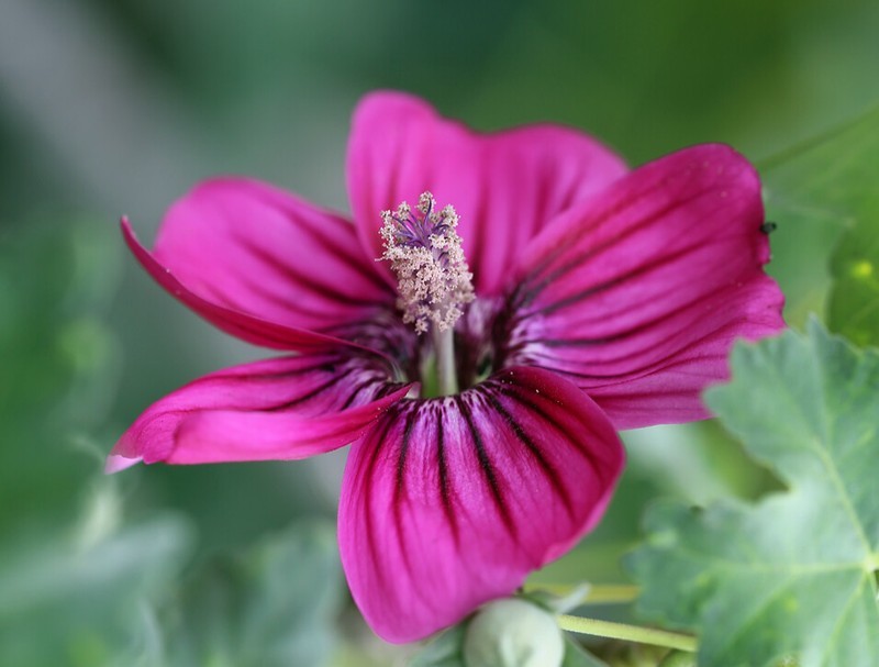 Tree Mallow Island Mallow Mission Mallow Royal Mallow 20 Heirloom Seeds ...