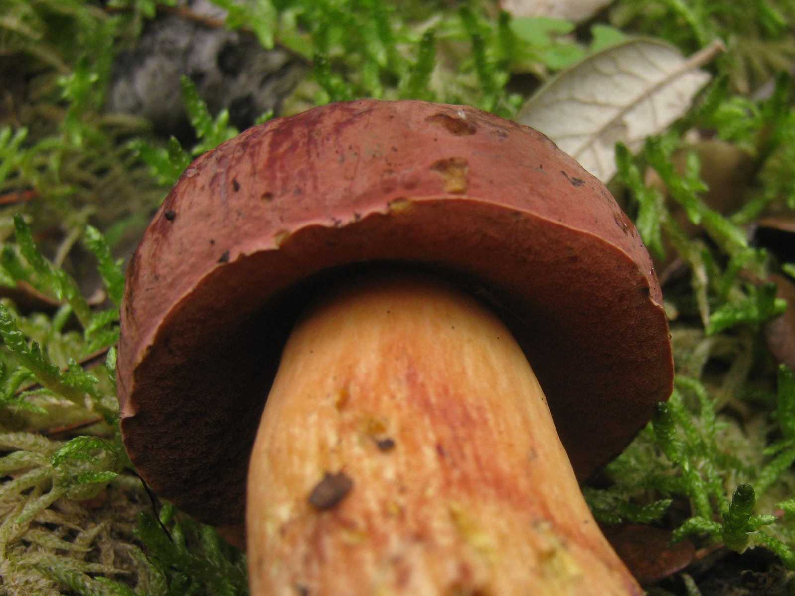 15 g Organic Mushroom Spawn Mycelium Culture DECEIVING BOLETE Mushroom ...