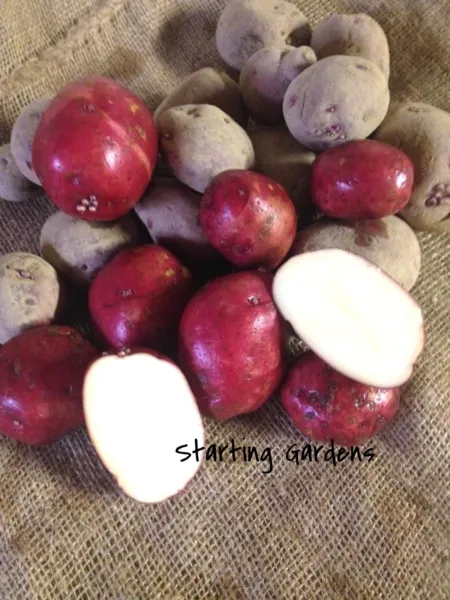 Seed Potato Norland (5 Lbs.) Red Norland Certified Seed Potato Non-Gmo ...