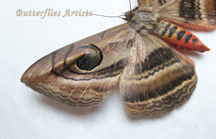 Spirama Helicina Real Owlet Moth Framed Entomology Collectible ...