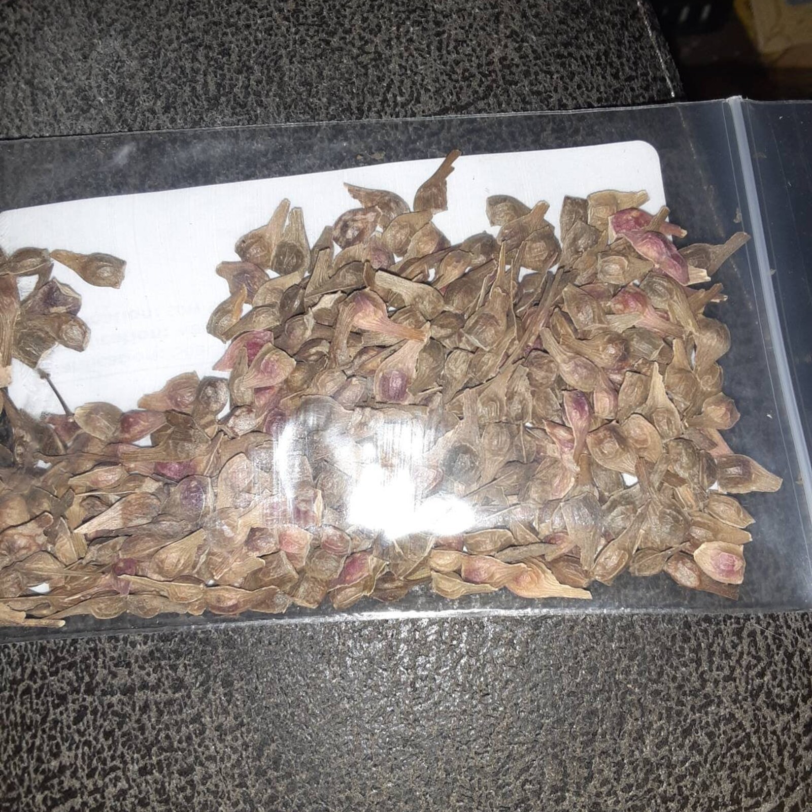 Red Japanese Maple Tree Seeds Acer Palmatum Atropurpureum Fresh Seeds ...