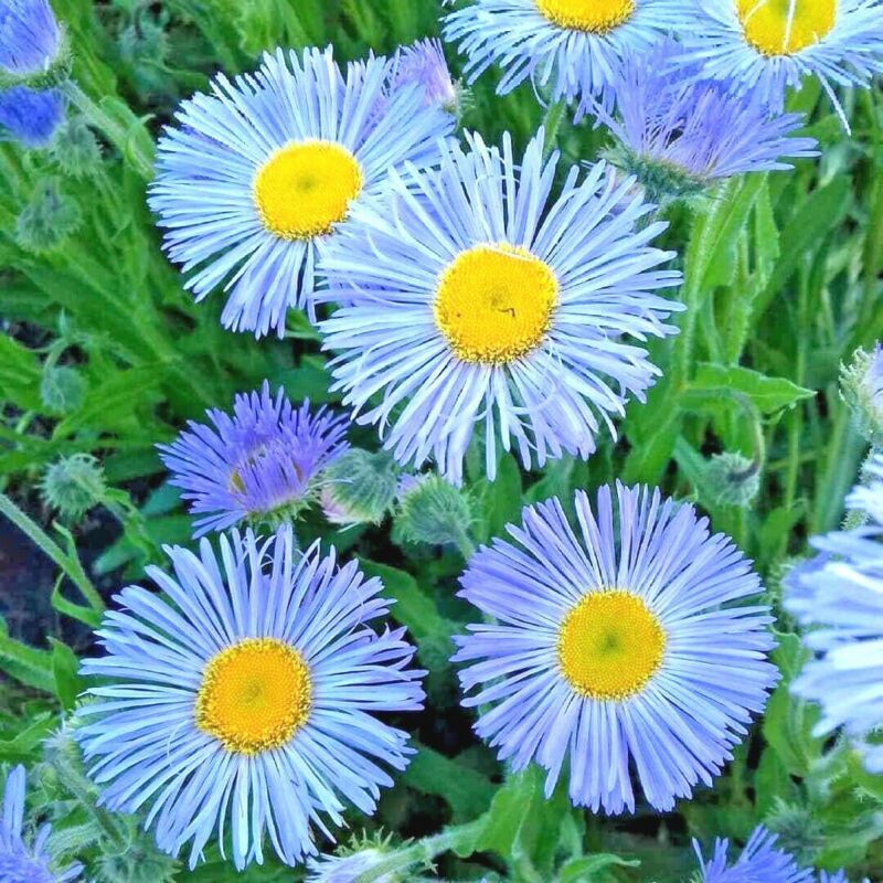 KKG 500 Blue Fleabane Aspen Daisy Seeds Native Wildflower Drought Cold ...