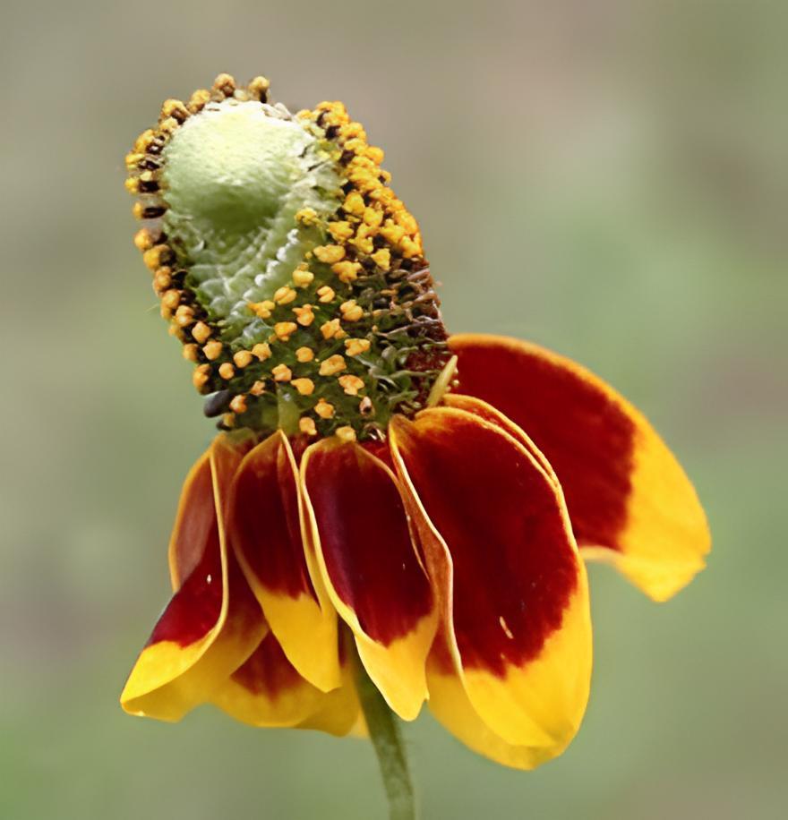 60 Seeds Ratibida Coneflower Mexican Hat Columnifera Midget - Seeds & Bulbs