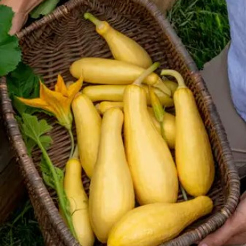 HT Pic-N-Pic Summer Squash 10 Seeds Garden Seeds - Seeds & Bulbs
