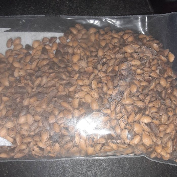 New Fresh Seeds Baguio Pine Tree Seeds Pinus Kesiya Khasi Pine - Seeds ...