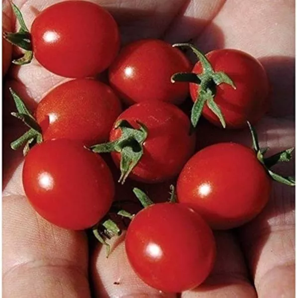 50 Seeds Mini Charm Tomato Tomatoe Vegetable Edible Canning Fresh ...