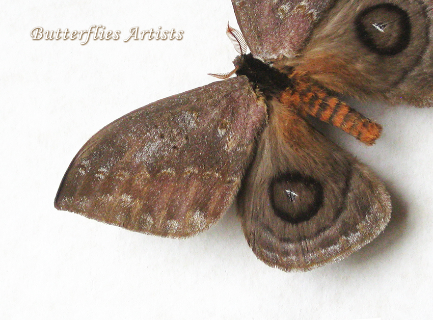 Automeris Denticulata Colorful Bullseye Saturn Moth Framed Entomology ...