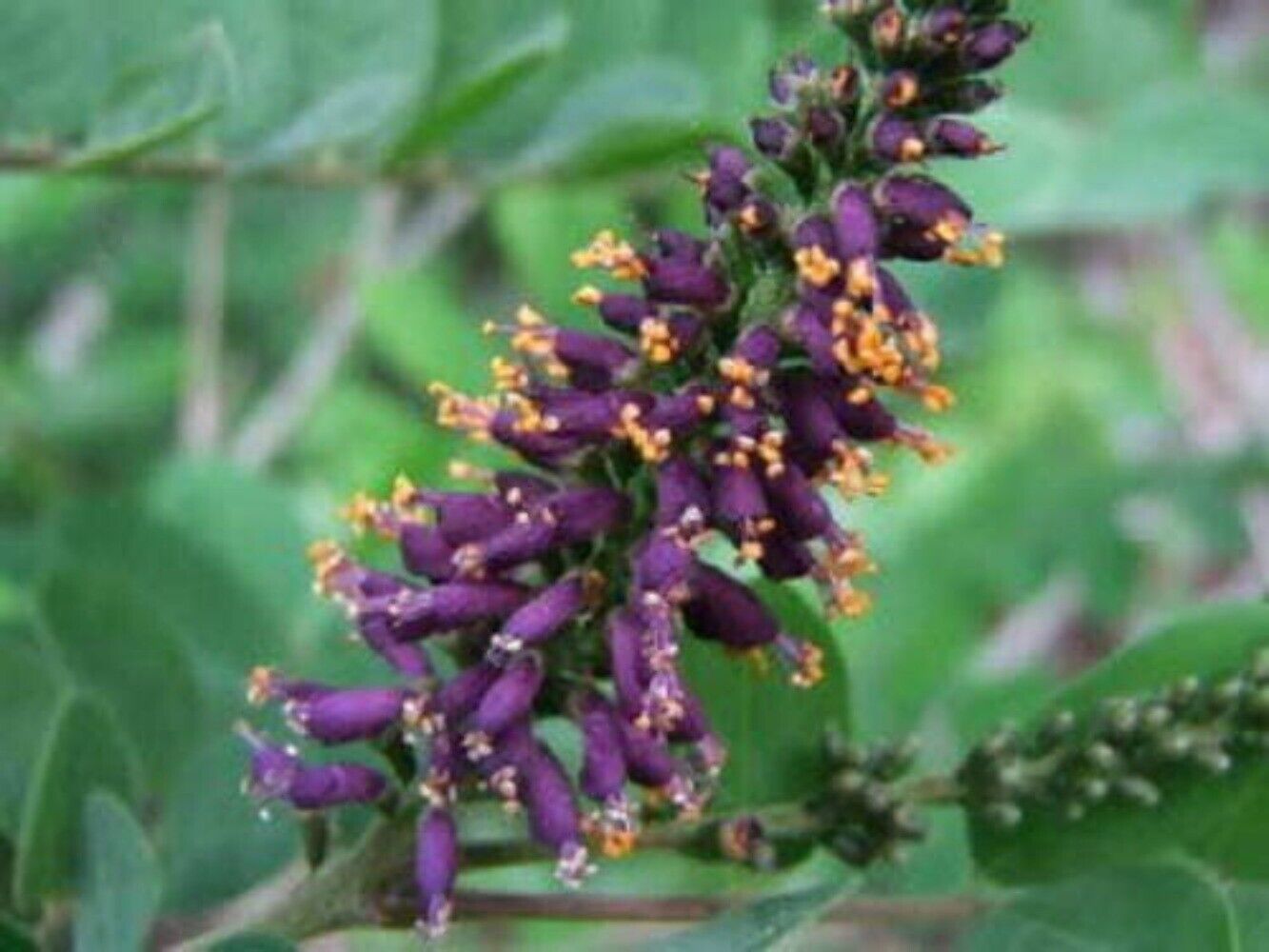 50 Fragrant False Indigo Dwarf Wild Indigo Amorpha Nana Flower Seeds ...