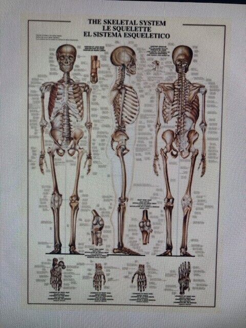 Eurographics Skeletal System Poster Wrapped New 27" x 39" Anatomy ...