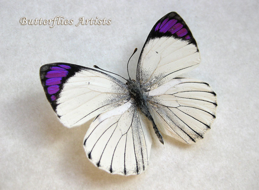 Colotis Ione Violet Tip Real Butterfly Framed Entomology Collectible ...