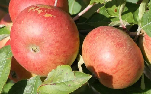 PS 25 Chisel Jersey Apple Seeds Fast Grow - Seeds & Bulbs