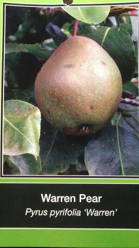 WARREN PEAR 4-6 FT TREE PLANT SWEET JUICY PEARS FRUIT TREES PLANTS ...
