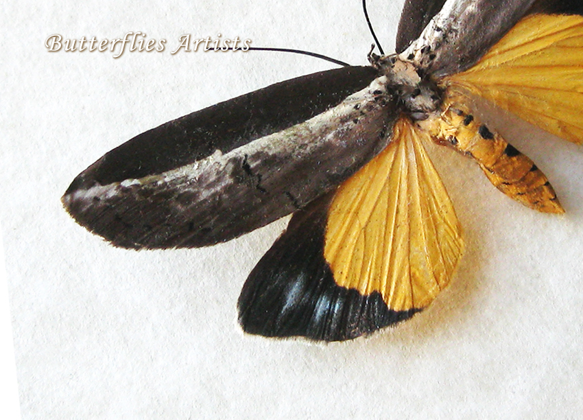 Ailanthus Defoliator Eligma Narcissus Rare Real Moth Framed Entomology ...