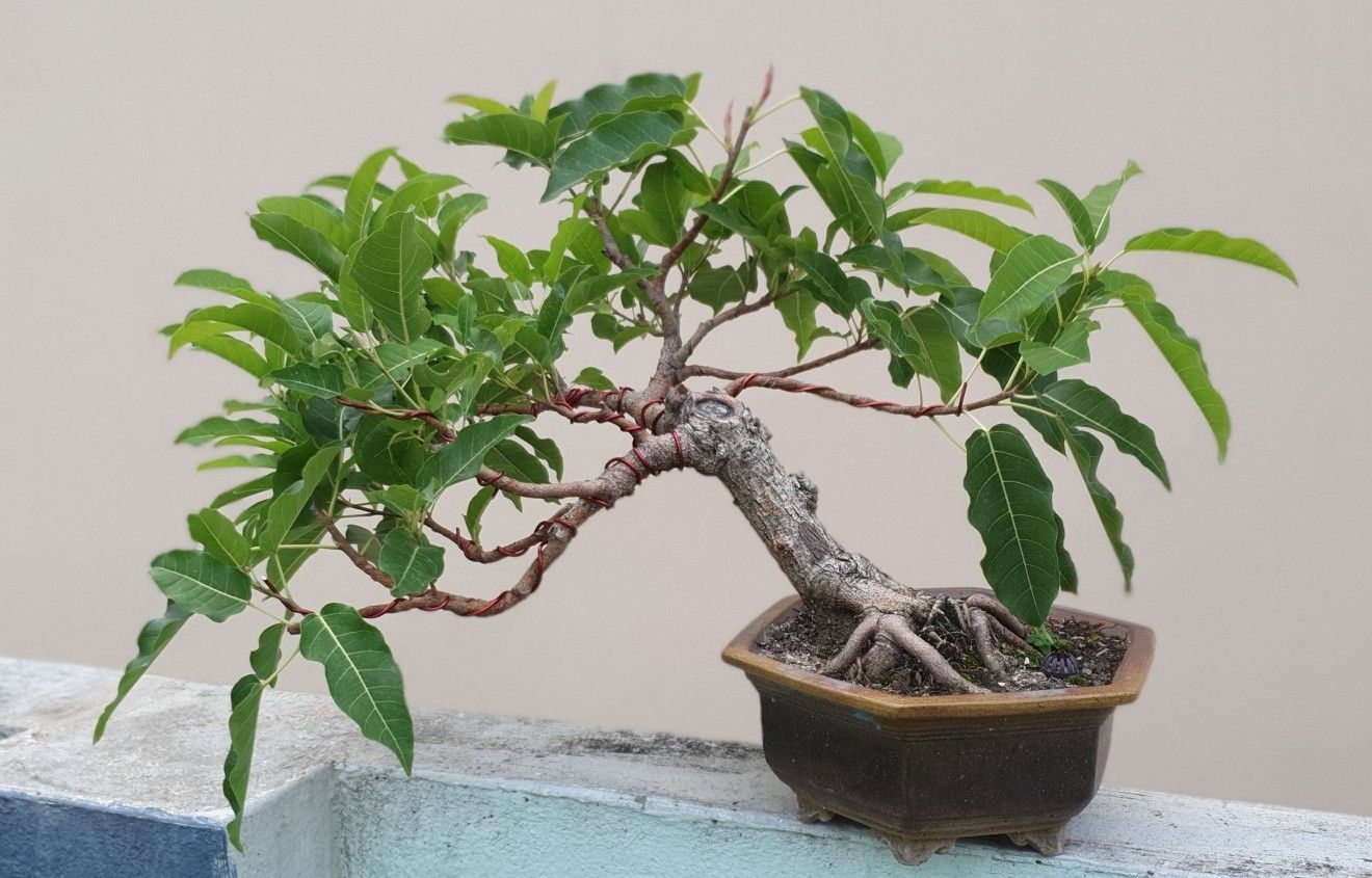 300 Ficus infectoria Seeds, White Fig Seeds,, Fig Tree Seeds - Other ...