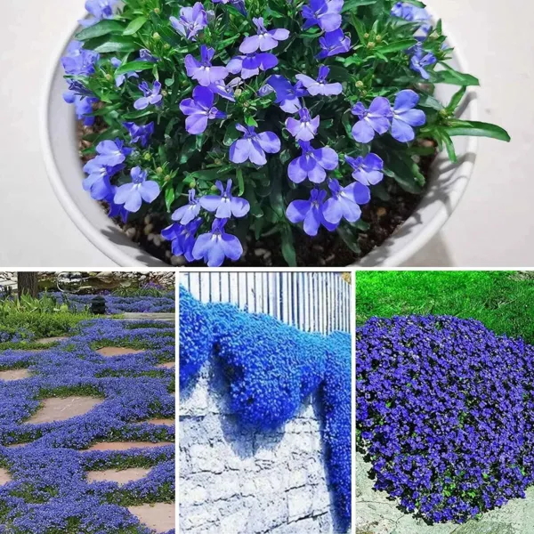Blue Creeping Thyme Seeds 250+ Seeds Amazing Ground Cover Like An ...