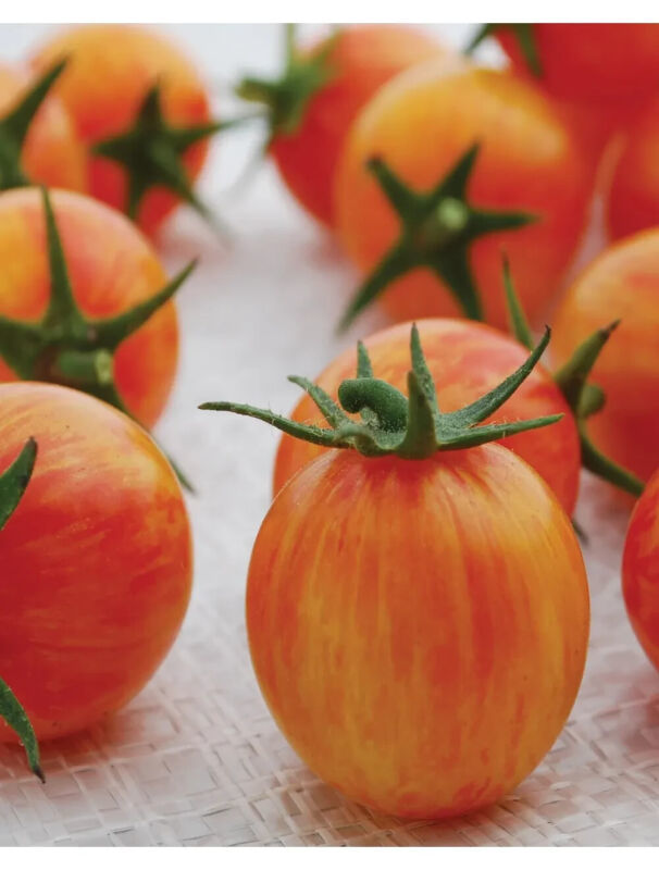 BEST 50 Seeds Easy To Grow Sunrise Bumble Bee Tomato Hybrid Vegetable ...