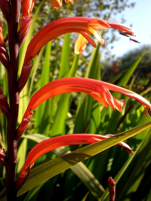 LWK 100 Chasmanthe Floribunda Seeds African Flag Non-Gmo Fast Shipping ...