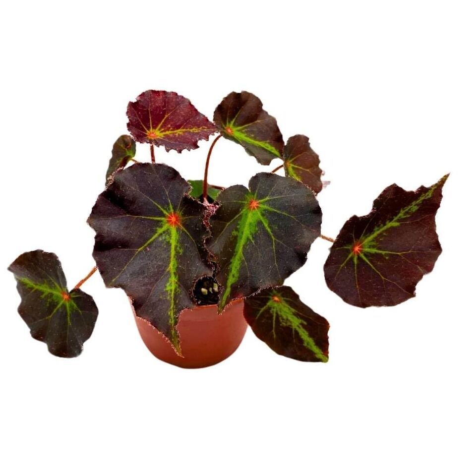 Begonia Boyfriend, 4 inch Rhizomatous Rhizo Dark Purple Green Streaks ...