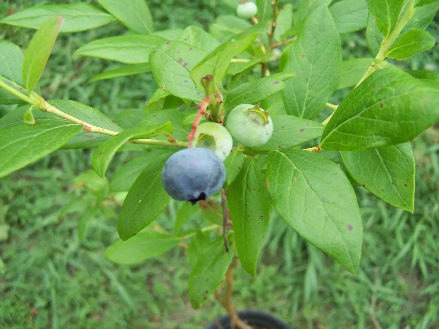 Duke Blueberry Bush/Shrub - 18-24" Tall - 3 Year Old Live Plant - Home ...