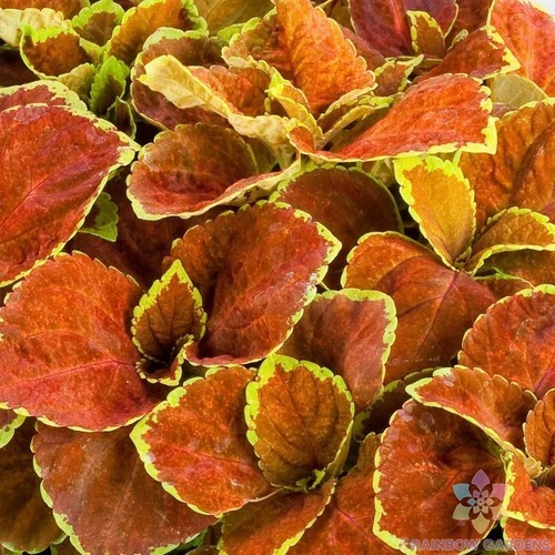 Fresh 25 Fairway Orange Coleus Seeds for Garden - Seeds & Bulbs