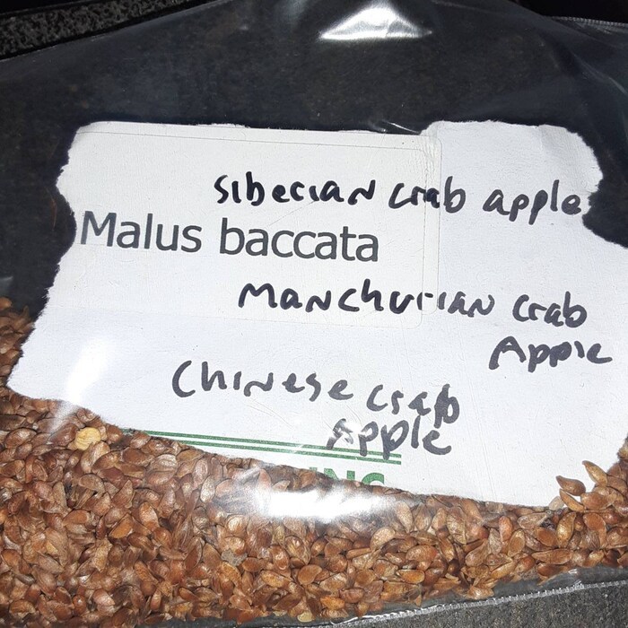 Malus Baccata Siberian Chinese Manchurian Crab Apple Tree Seeds New ...