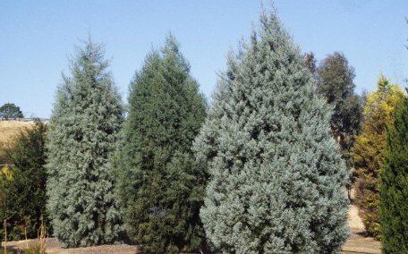 100 Seeds Cypress Trees Conifer Blue Ice Arizon Exotic Cypress Tree ...