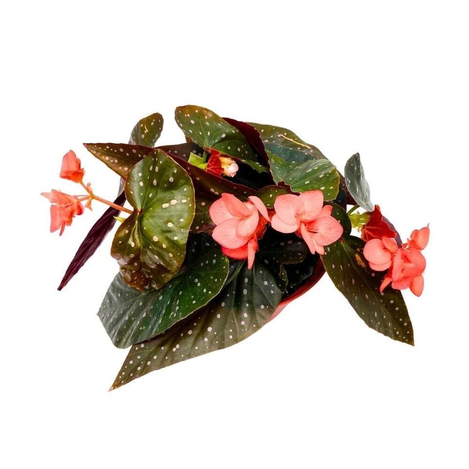 Harmony's Fireball Angel Wing Hybrid Cane Begonia, 6 inch, Compact ...