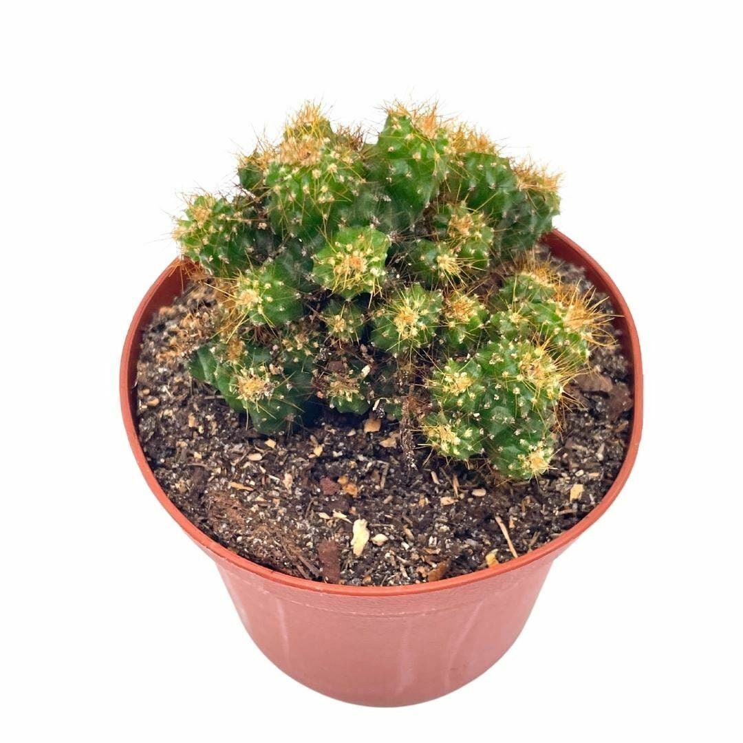 Peruvian Apple Cactus, 4 inch pot, Night-Blooming Cereus Cactus ...