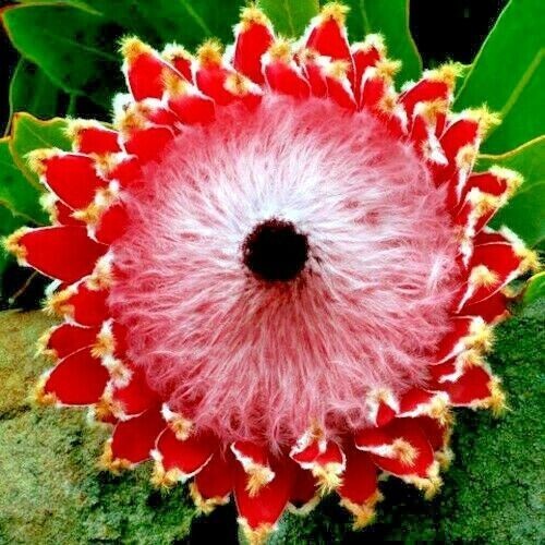 FMG 10 Queen Protea Magnifica Seeds South African Woolly Flower Fast ...